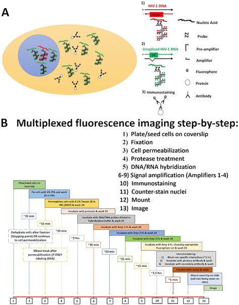 Figure 1 From Single Cell Multiplexed Fluorescence Imaging To Visualize Viral Nucleic Acids And