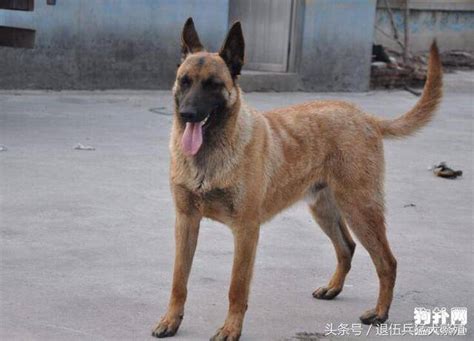 立耳早的马犬聪明吗怎么看马犬凶不凶马犬适合笼子还是拴着大山谷图库
