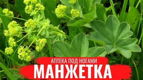 МАНЖЕТКА /О правилах сбора, нюансах заготовки и приготовлении полезных ...