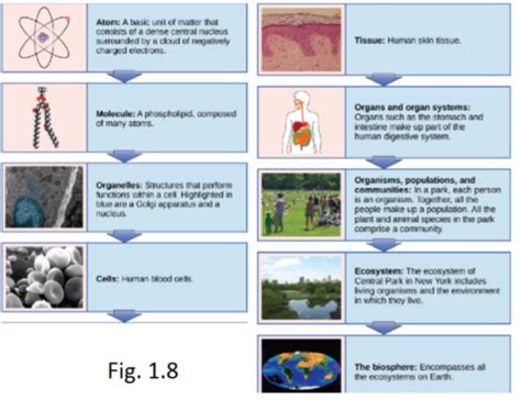 Bio Final Flashcards Quizlet
