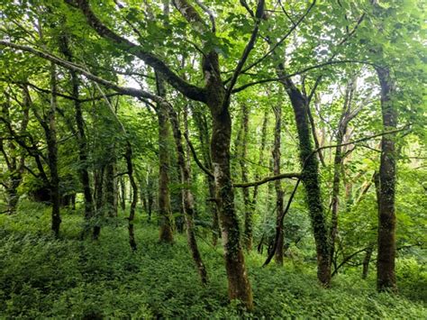 Iris Wood Particulars