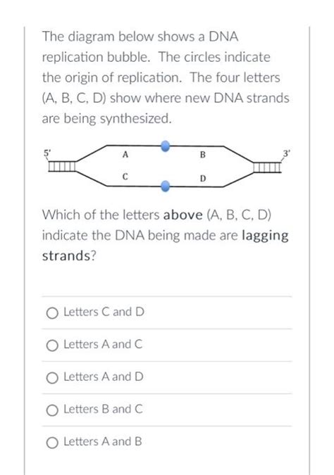 Solved The Diagram Below Shows A DNA Replication Bubble The Chegg Com
