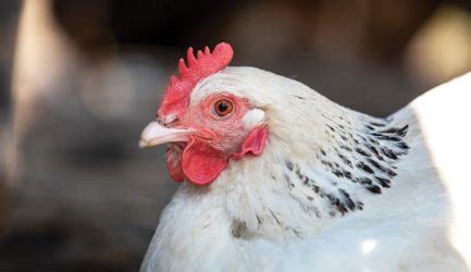 Let S Talk About Chicken Sex Reversal Hobby Farms