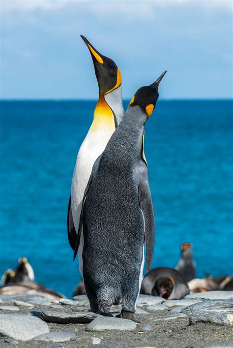 500 Best Penguin Pictures [hd] Download Free Images On Unsplash