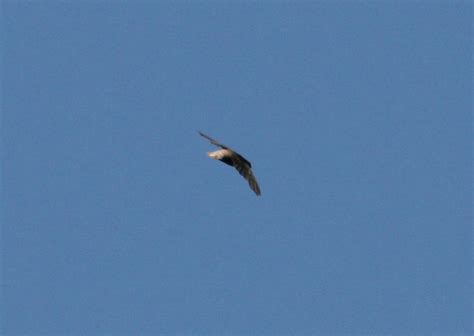 Grey Rumped Swift Chaetura Cinereiventris Photo Call And Song