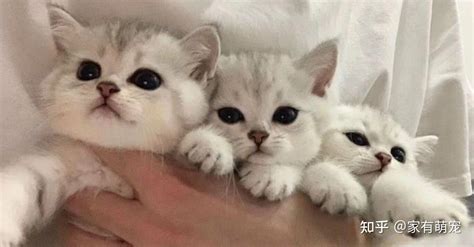 新手养猫要准备什么较为全面的养猫用品 知乎