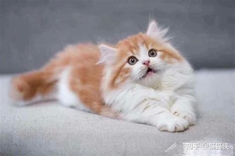 曼基康矮脚猫多少钱一只 知乎