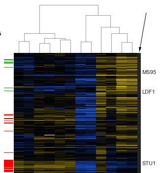 Plotting And Displaying Only Specific Row Labels In Heatmap Clustermap