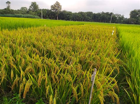 Nepal Releases Seven New And Improved Rice Varieties To Increase
