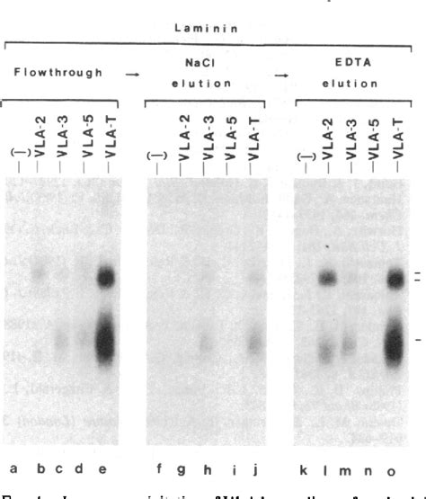 Figure 4 From The Human Integrin Vla 2 Is A Collagen Receptor On Some