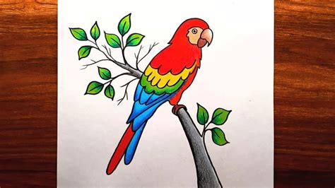 Incredible Compilation Of 999 Parrot Drawing Images Stunning