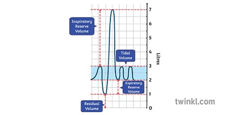 Spirometry Trace Diagram Labeled Pe Secondary Illustration Twinkl