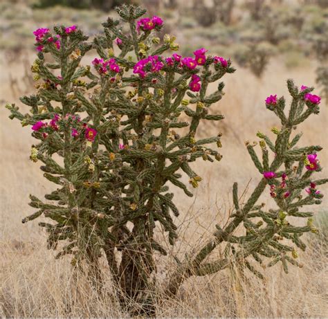Cane Cholla Chain Link Cactus Hardy Cylindropuntia Imbricata Seeds