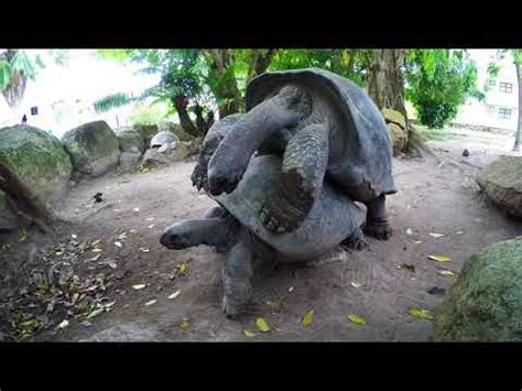 Best 13 Big Turtles Having Sex Giant Tortoises In Domaine De La Reserve Praslin Seychelles Giant