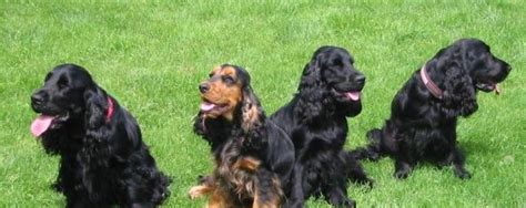 以平毛寻回猎犬为宠物的饲养方法如何让你的平毛寻回猎犬健康成长 宠猫网