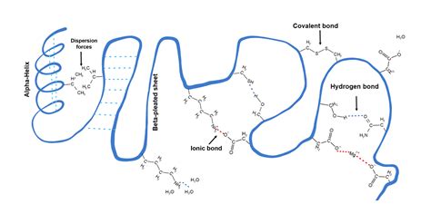 Protein Tertiary Structure Bonds