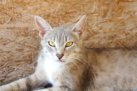 Серый рысь кота с большими ушами и желтыми глазами лежит смотрящ