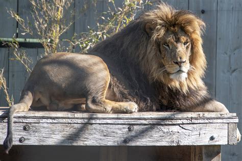 Remy · Leeuwen The Lions Foundation · Stichting Leeuw