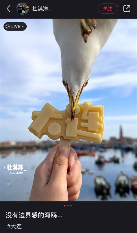海鸥尝尝大连什么味 涨姿势