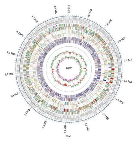 Hjw Whole Genome Atlas The Outermost Circle Is The Position Download Scientific Diagram