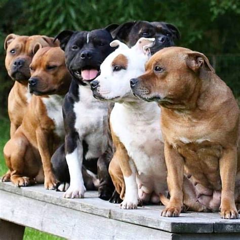Staffordshire Bull Terrier Dog Breed Information