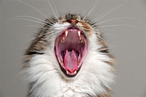 Cat Mouth 1 All Cat Things