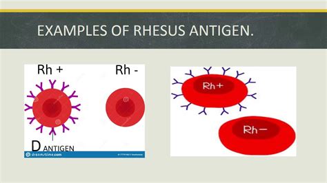 Rhesus Factor Youtube