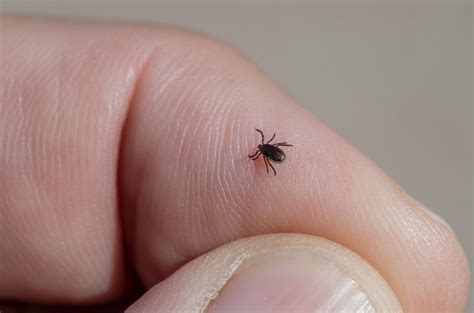 What You Should Know About Ticks In France And How To Avoid Them