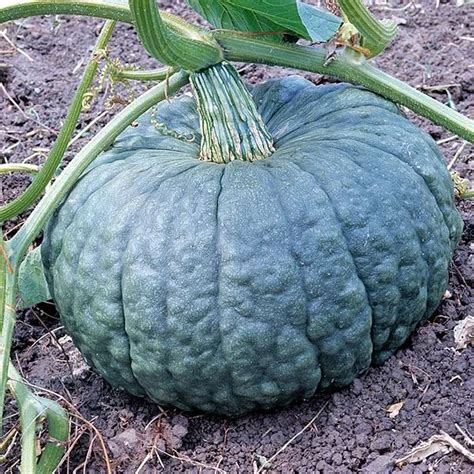 Cucurbita Maxima Monaco Nature Encyclopedia