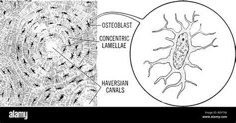 Bone Matrix Black And White Stock Photos Images Alamy