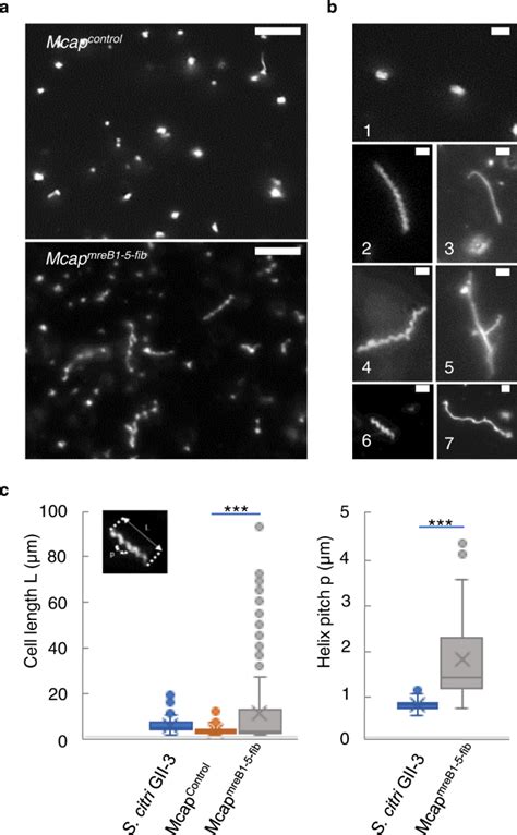 细胞骨架成分可以将无壁球形细菌变成扭结螺旋 Nature Communications X Mol