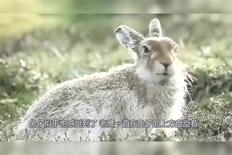 老鹰抓捕小兔子，不料遇到的却是“功夫兔”，老鹰：这就尴尬了