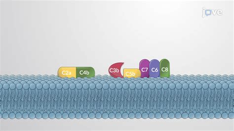 Video Complement System