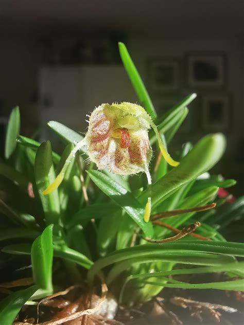 My Masdevallia Erinacea Has Been Blooming For Months But I Think Its