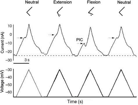 Joint Angle Effects On Pic Amplitude Joint Angle Positions Are Download Scientific Diagram