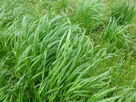 Cover Crops In The Garden
