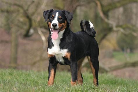 Appenzeller Sennenhund Native