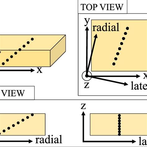 Definition Of The Radial And Lateral Directions The Dots Indicate