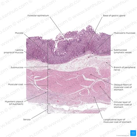 Submucosal Plexus Location Histology And Function Kenhub Submucosal Plexus Location Histology And Function Kenhub