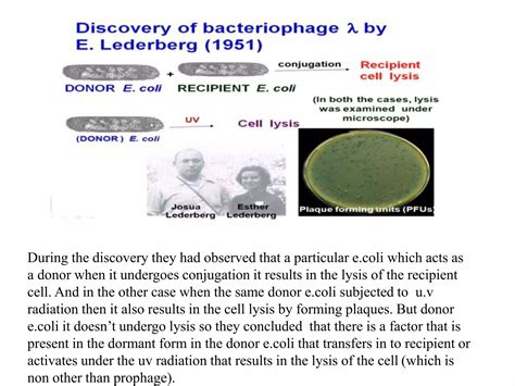 Structuregenome Organisationgene Regulation Of Lambda Phage Pptx