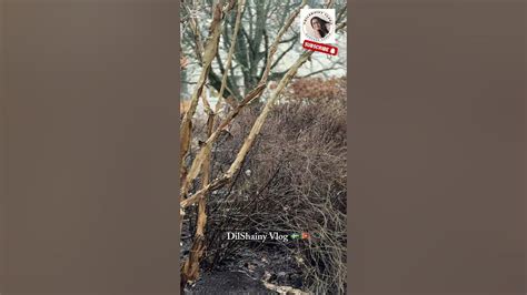 සීතලේ කෑම කන කුරුලු පැටවු Birds Eating In The Cold Sweden 🇸🇪 Dilshainyvlog Sweden Srilanka
