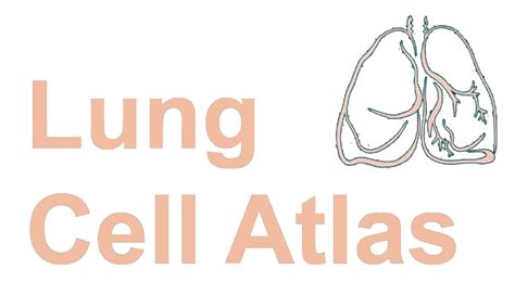 Lung And Airway Cell Atlases