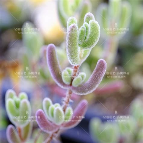 红叶枝干番杏多肉植物砍头苗扦插虎窝淘