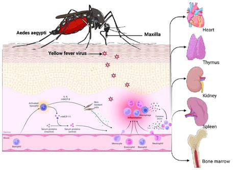 Representation Of Yellow Fever Yf Pathway Development This Figure