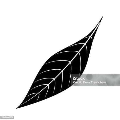 나무 잎 실루엣 고립된 컷아웃 흑백 흑백 벡터 클립아트 일러스트 단풍 디자인 요소 여름 자연 픽토그램 로고 또는 아이콘입니다 나무 단풍 간단한 만화 낙서입니다 10월에 대한