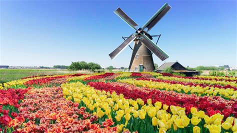Tulips And Windmills A Dutch Legacy Paraiso Island