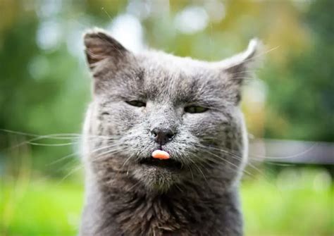 Why Is My Cat Drooling When Its Normal And When To Worry The