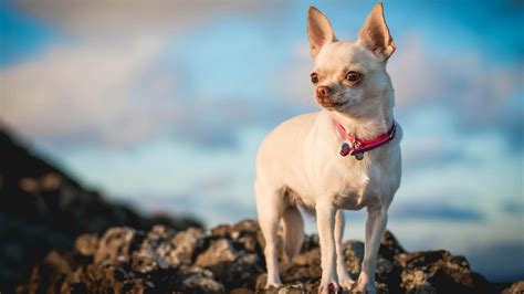 Chihuahua Wallpapers 50 Images Wallpapercat