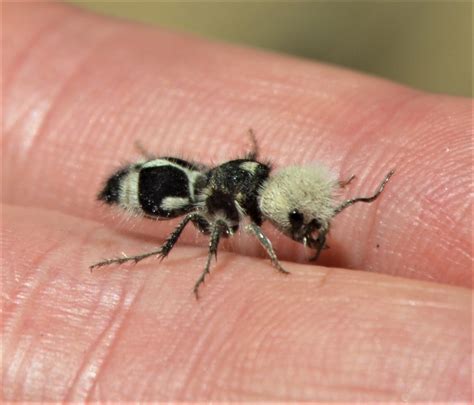 The Panda Ant