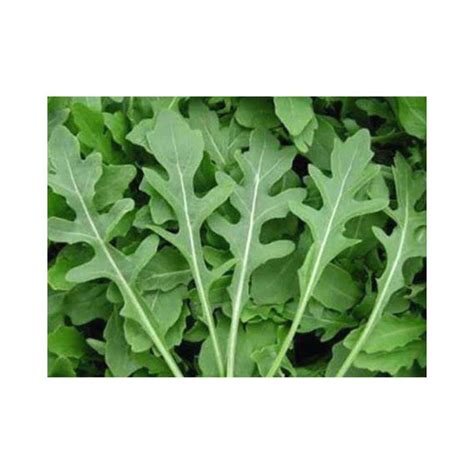 Wild Rocket Hygrotech